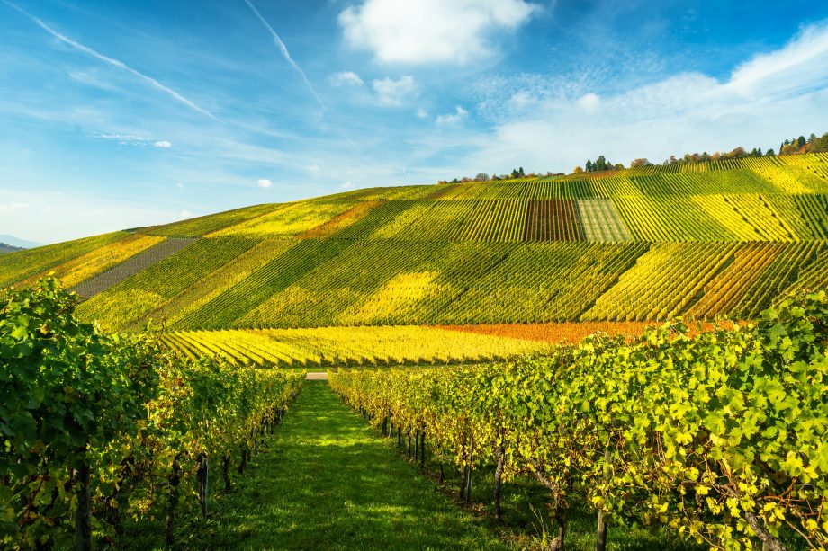 Comment appelle-t-on une parcelle de vigne ? - Le blog sur le vin